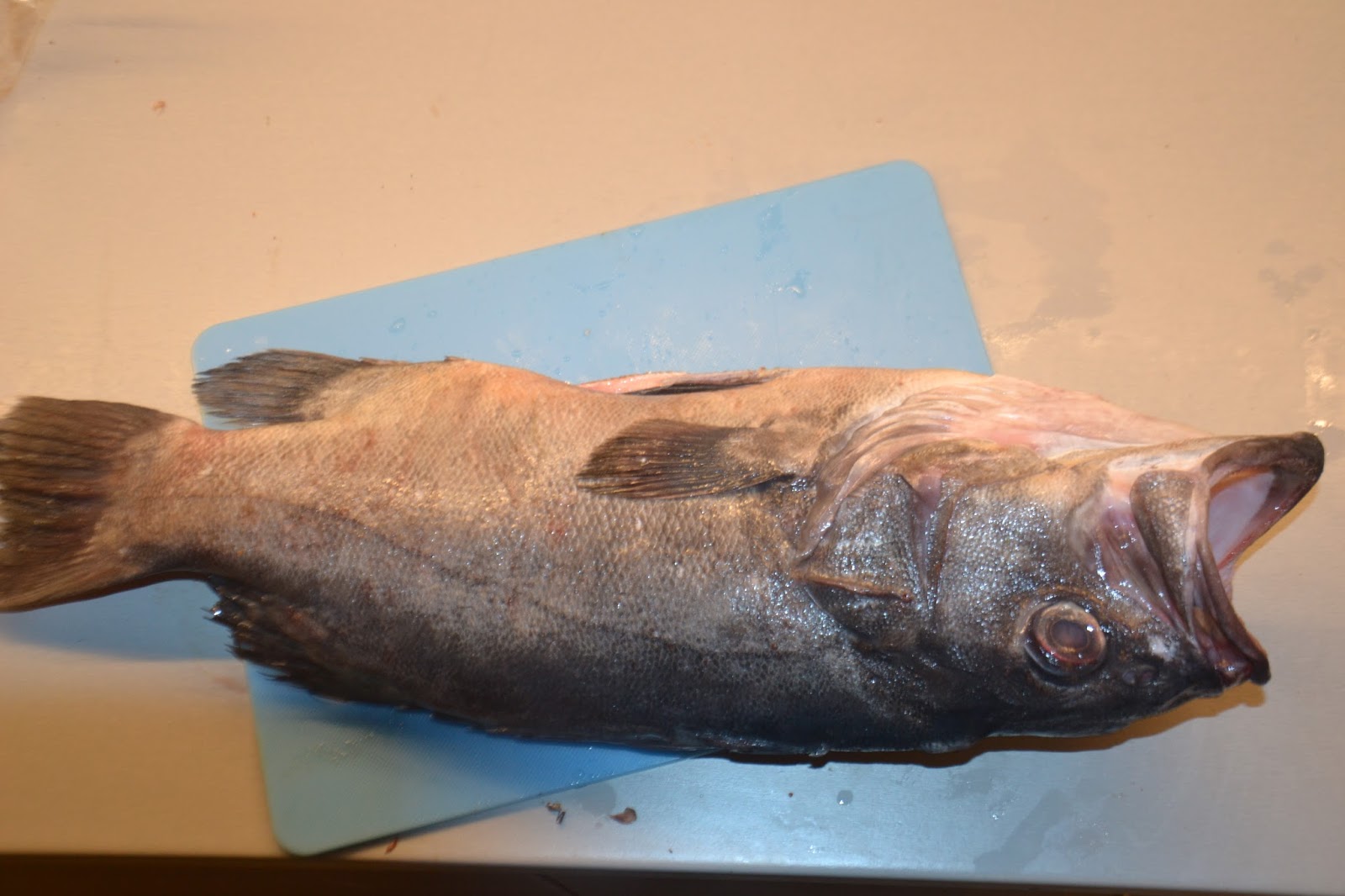 Oppdag Fisk!: Vrakfisk/Atlantic Wreckfish/Polyprion Americanus (Saltvann)