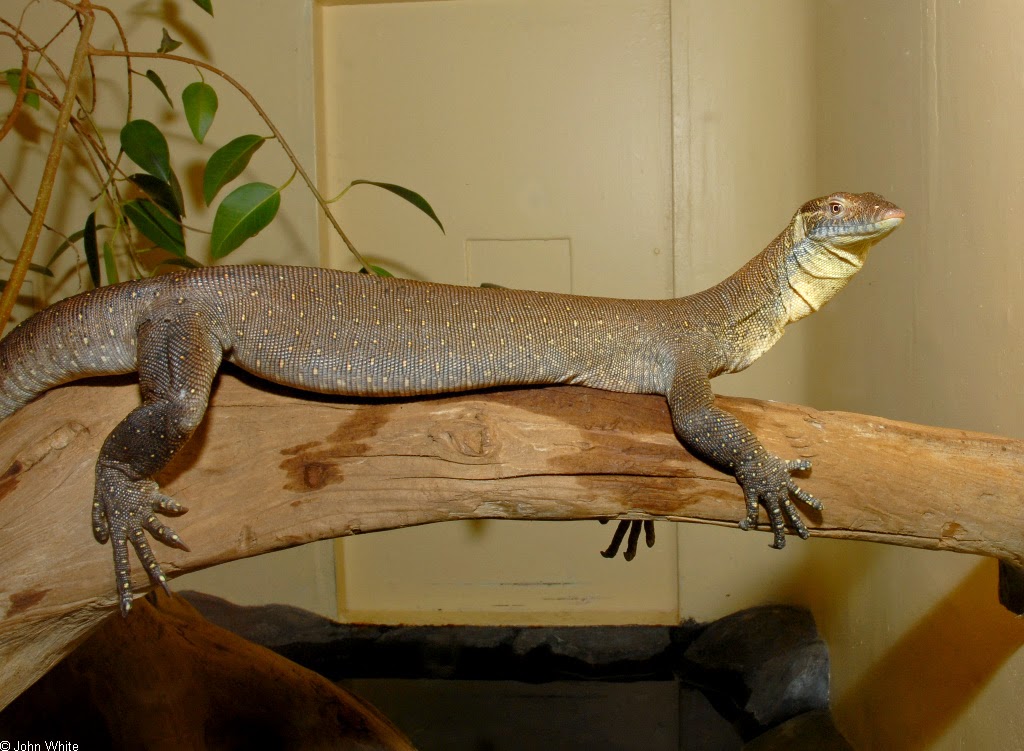 Jenis - Jenis Varanus ( Genus Varanidae ) di Dunia: Jenis - jenis atau ...