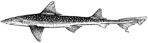 Tiburones en Galicia: Claves de los Carcharhiniformes