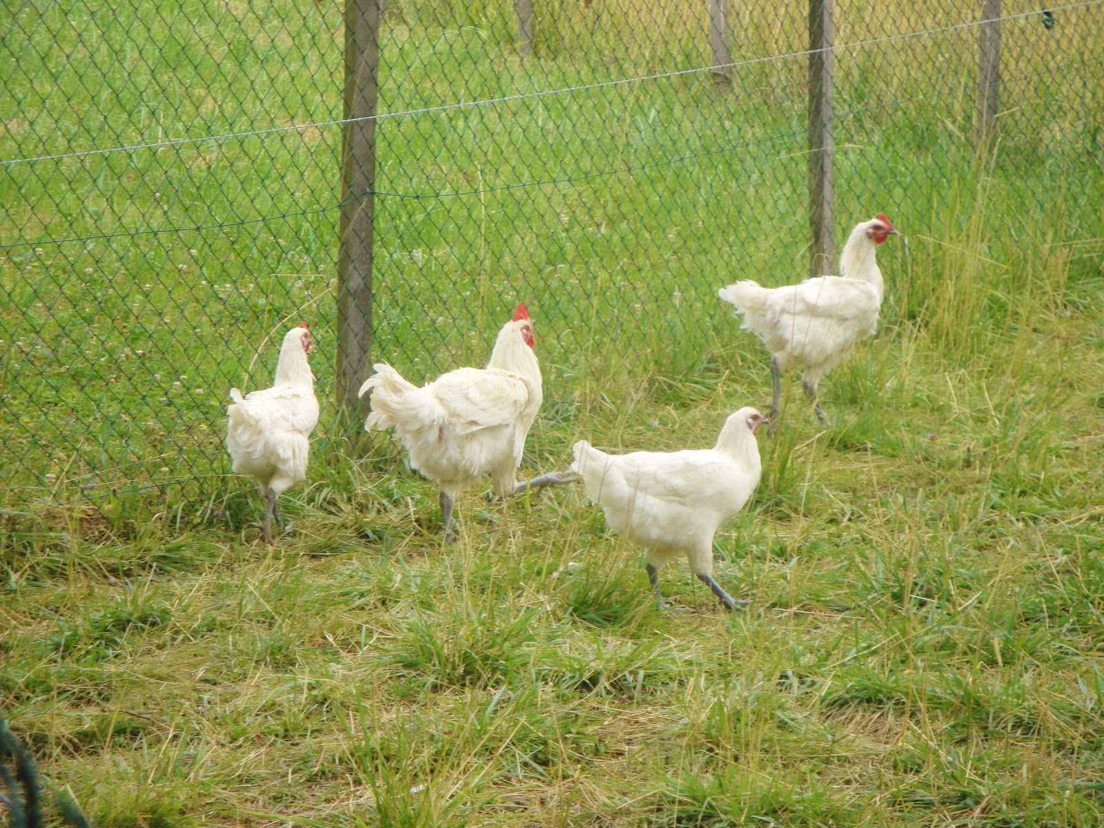 Le franc buveur: Viaggio nell’universo del pollo di Bresse