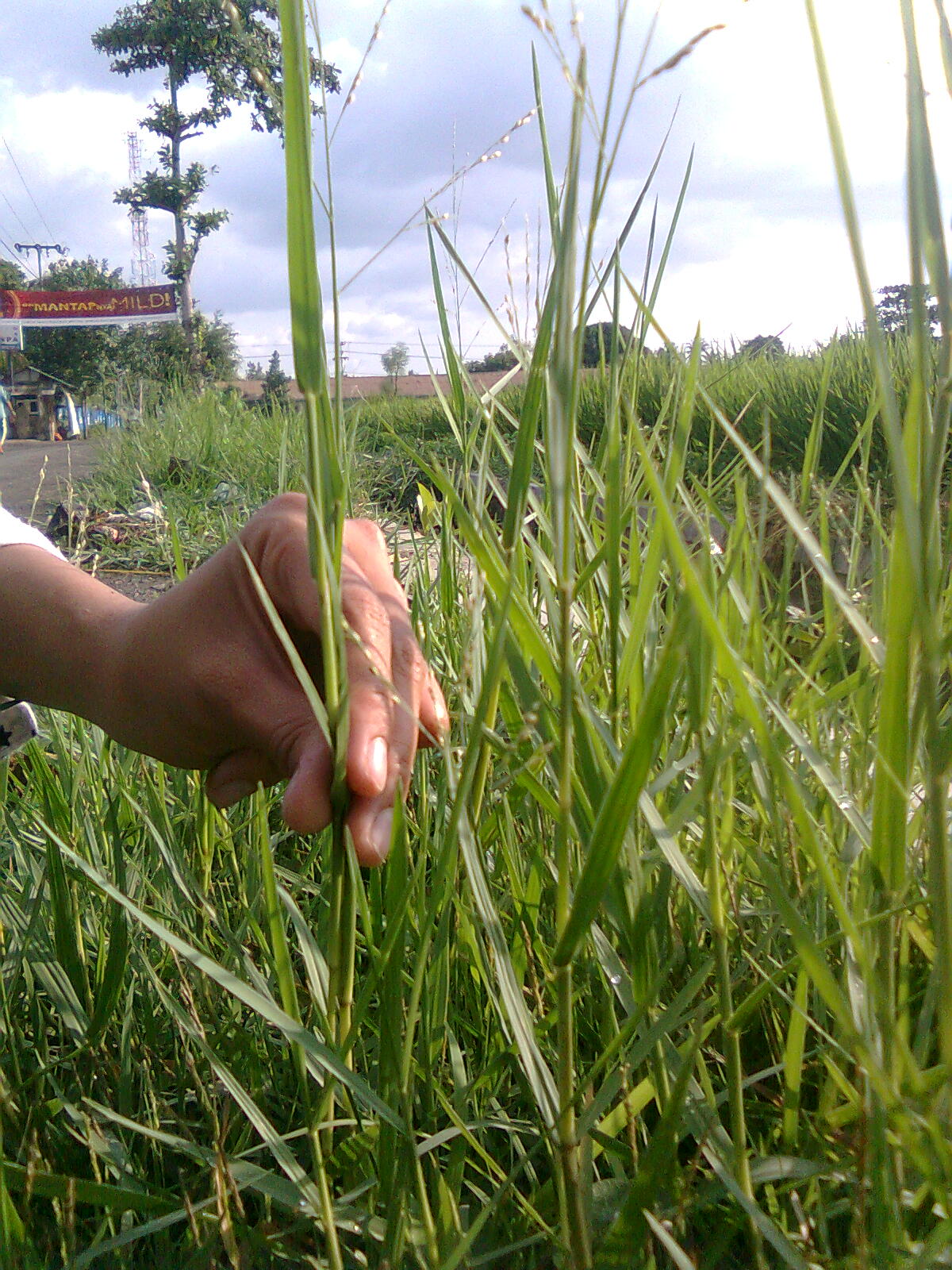 Identifikasi Gulma Panicum repens L.