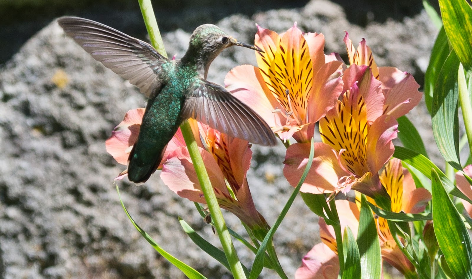photoscope: Humming birds: oiseaux mouche
