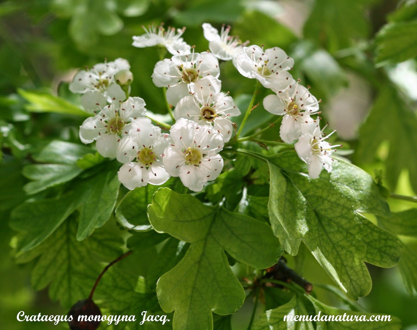 Menuda Natura: Crataegus monogyna Jacq.
