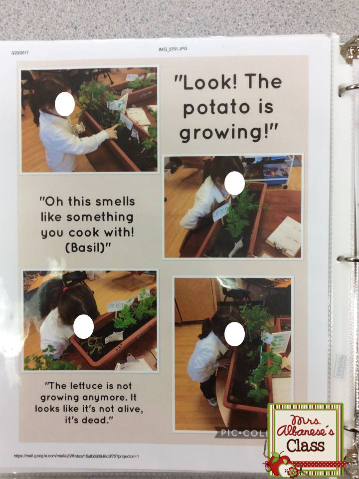 All About Student Portfolios! | Mrs. Albanese's Kindergarten Class