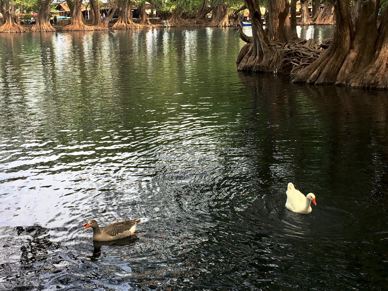 Wandering w/ Serenity: Lago de Camecuaro
