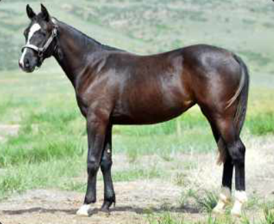 Roan River Ranch Quarter Horses: 2012 Black WR This Cats Smart Filly