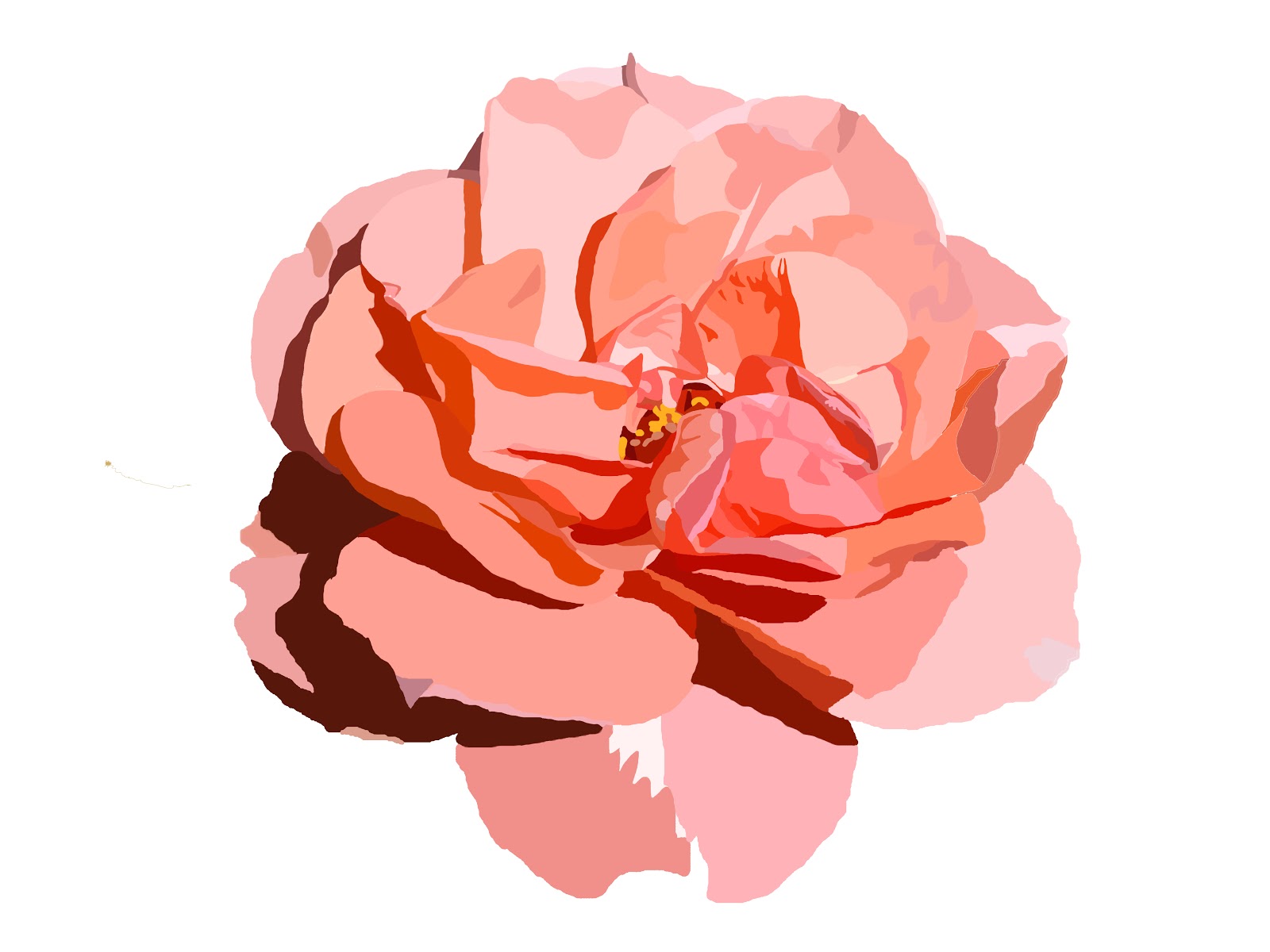 Somnia De Mea: Digitally Drawn Peach Rose