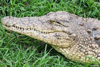 Crocodile World Blogger: Facts And Information About Siamese Crocodiles
