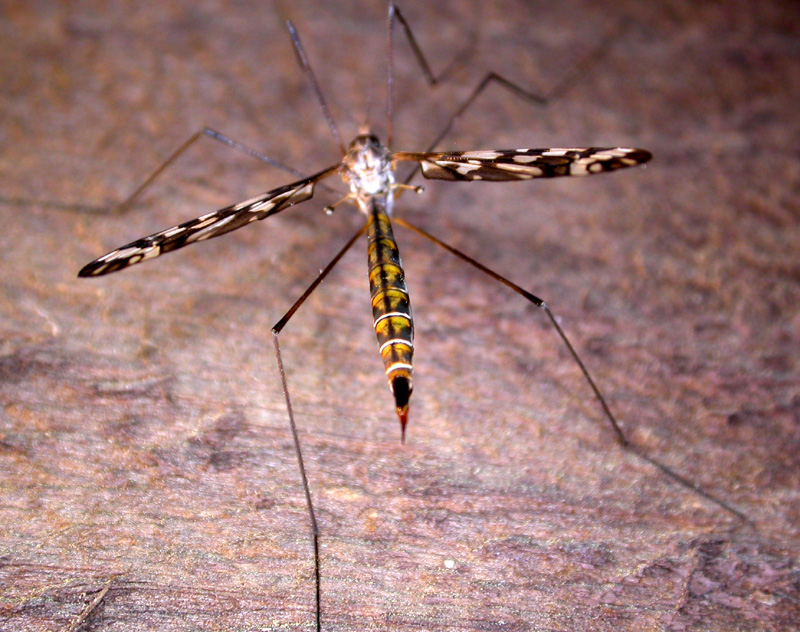 Squirrel's View: Crane Flies -- Tipulidae