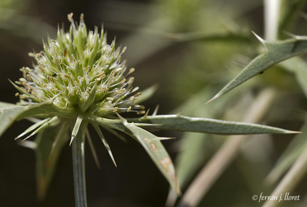 Flora de la Ribera d'Ebre: Panical
