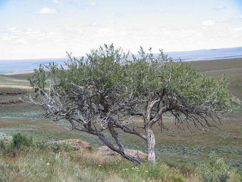 Future Plants by Randy Stewart: Mountain Mahogany