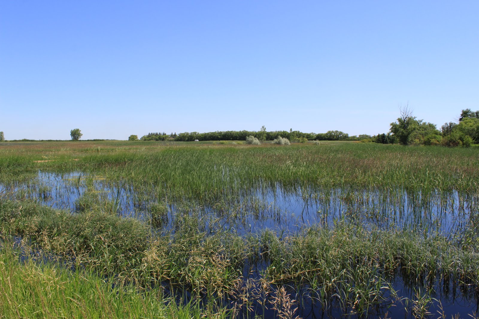 Still Life With Birder: A Prairie Slough