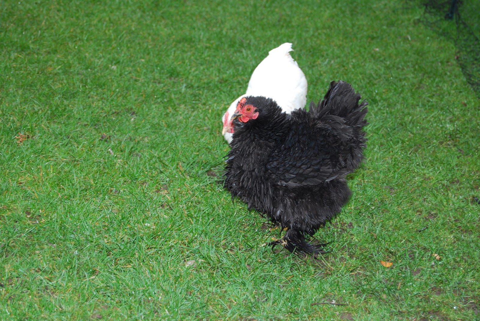 The Chicken Chronicles: Micro Chickens, Meet The Flock