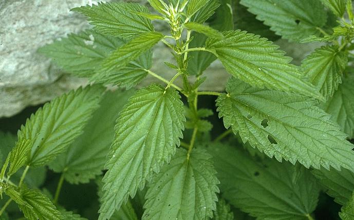 Montreal Wilderness: Urticaceae (The Nettle Family)