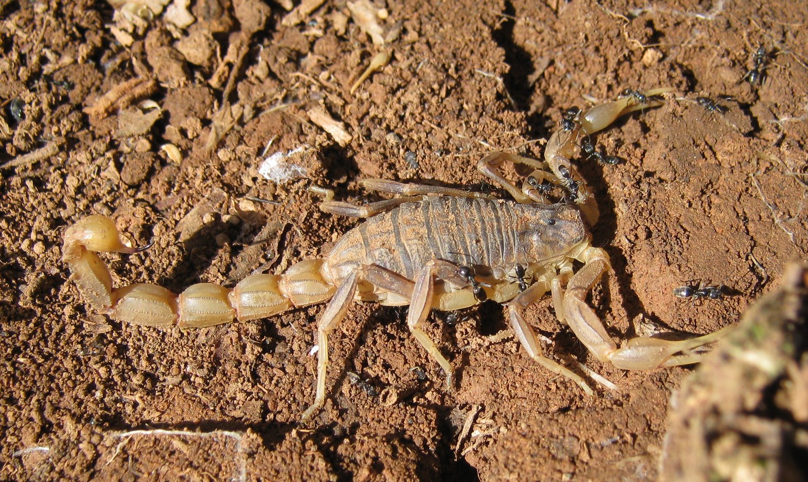 castellardesantiago.org: Alacran