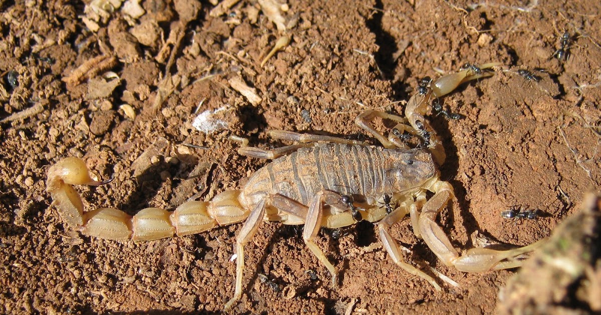 castellardesantiago.org: Alacran