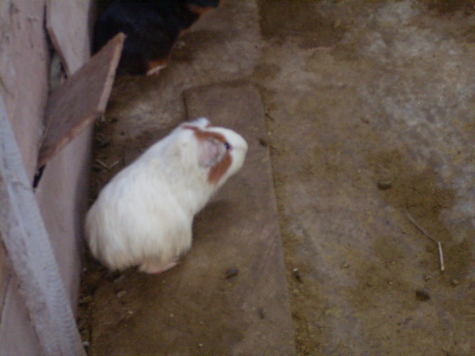 el cuy peruano - Lugares turísticos del peru Hoteles - Viajes