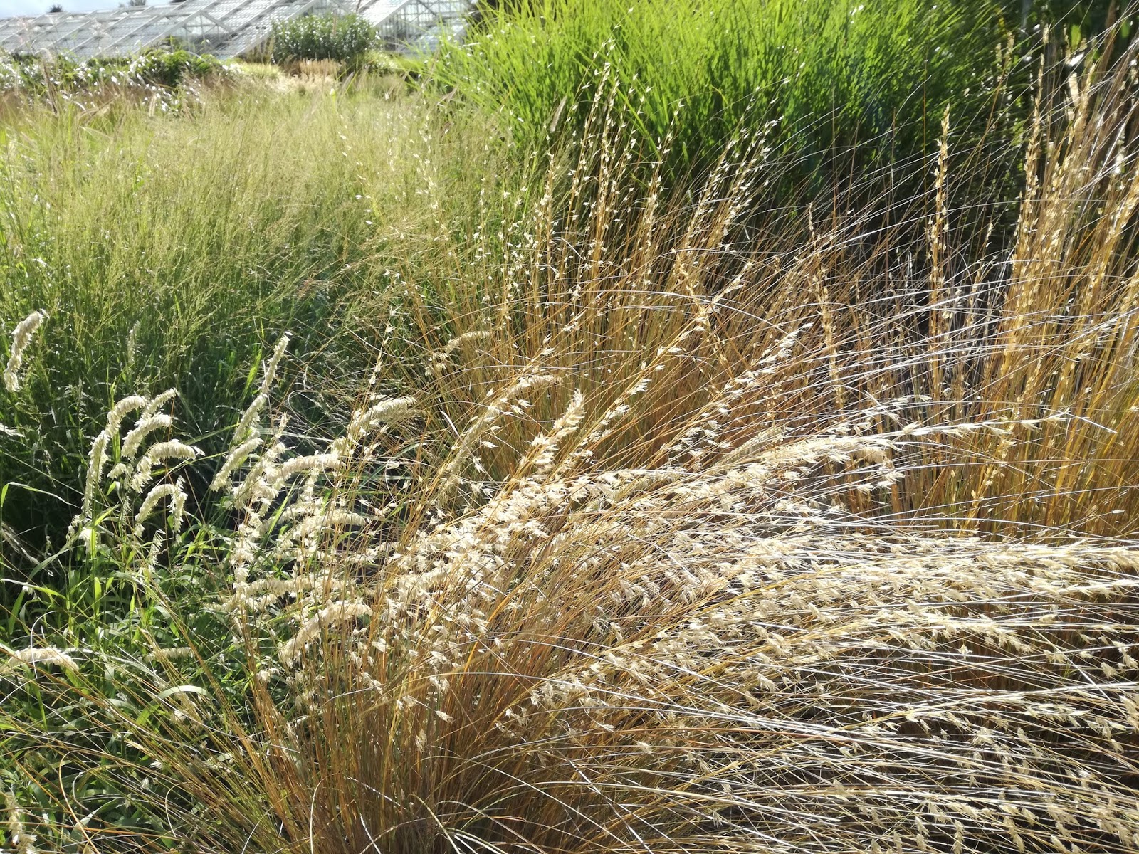 Ogród Tamaryszka: TRAWY - NAJMODNIEJSZE ROŚLINY