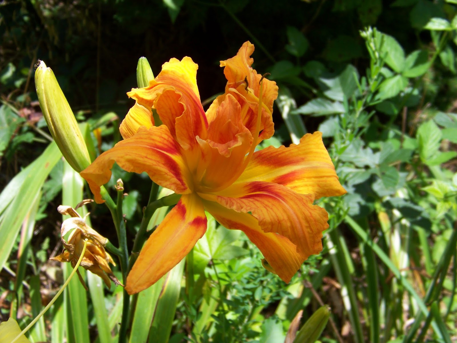 Daylily BReeder Blog: The Species