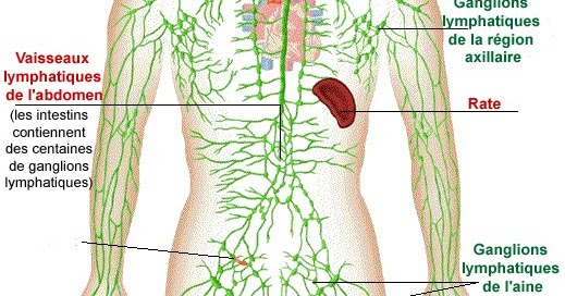 Valerie.D Reflexologie Plantaire: Le systeme lymphatique