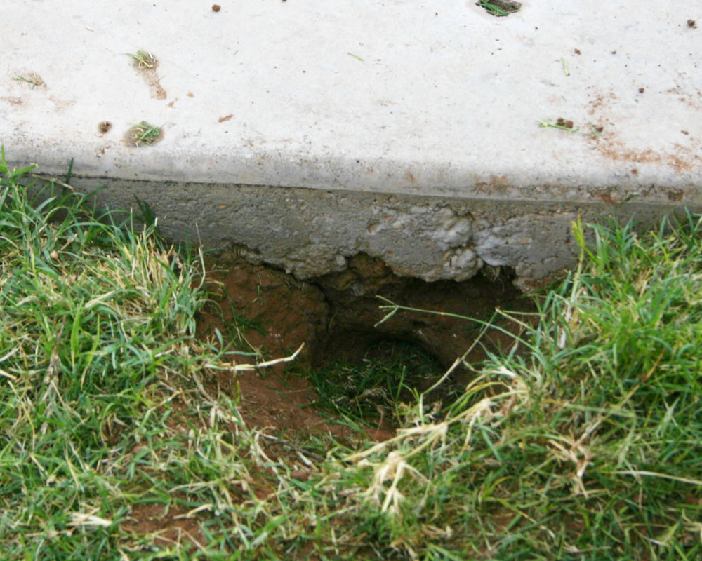 Annette's World: Time and the Frog