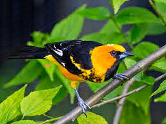 Bellas Aves de El Salvador: Icterus pectoralis (chiltota de pecho ...