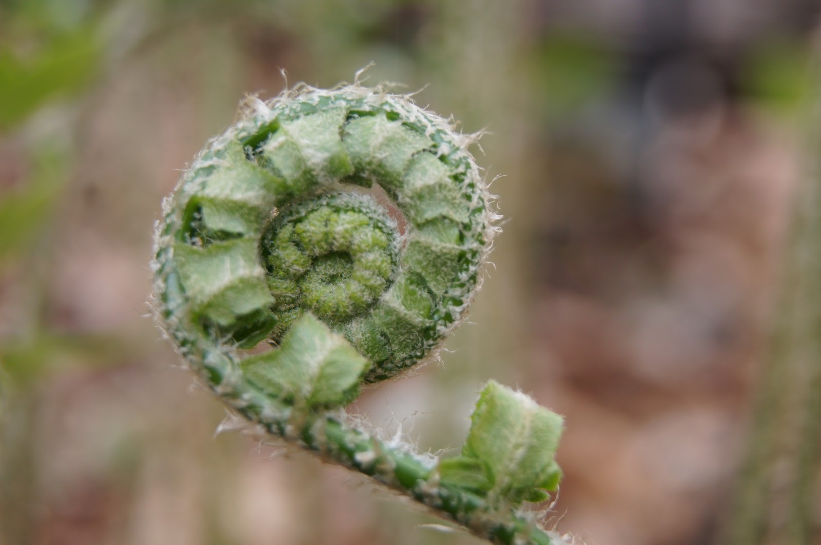 Things with Wings: New England Wildflower Society Garden in the Woods ...