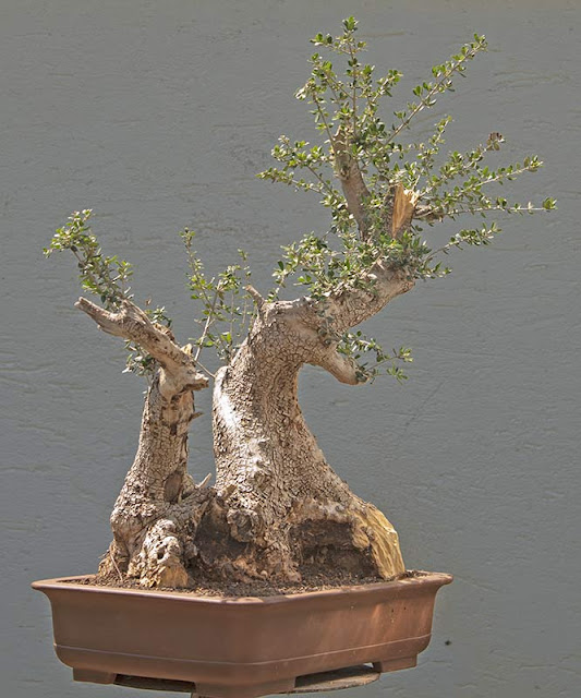 Walter Pall Bonsai Adventures: Mega-Sumo olive improved