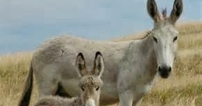 The Cynical Sailor & His Salty Sidekick: Hauraki Gulf Cruising Notes ...