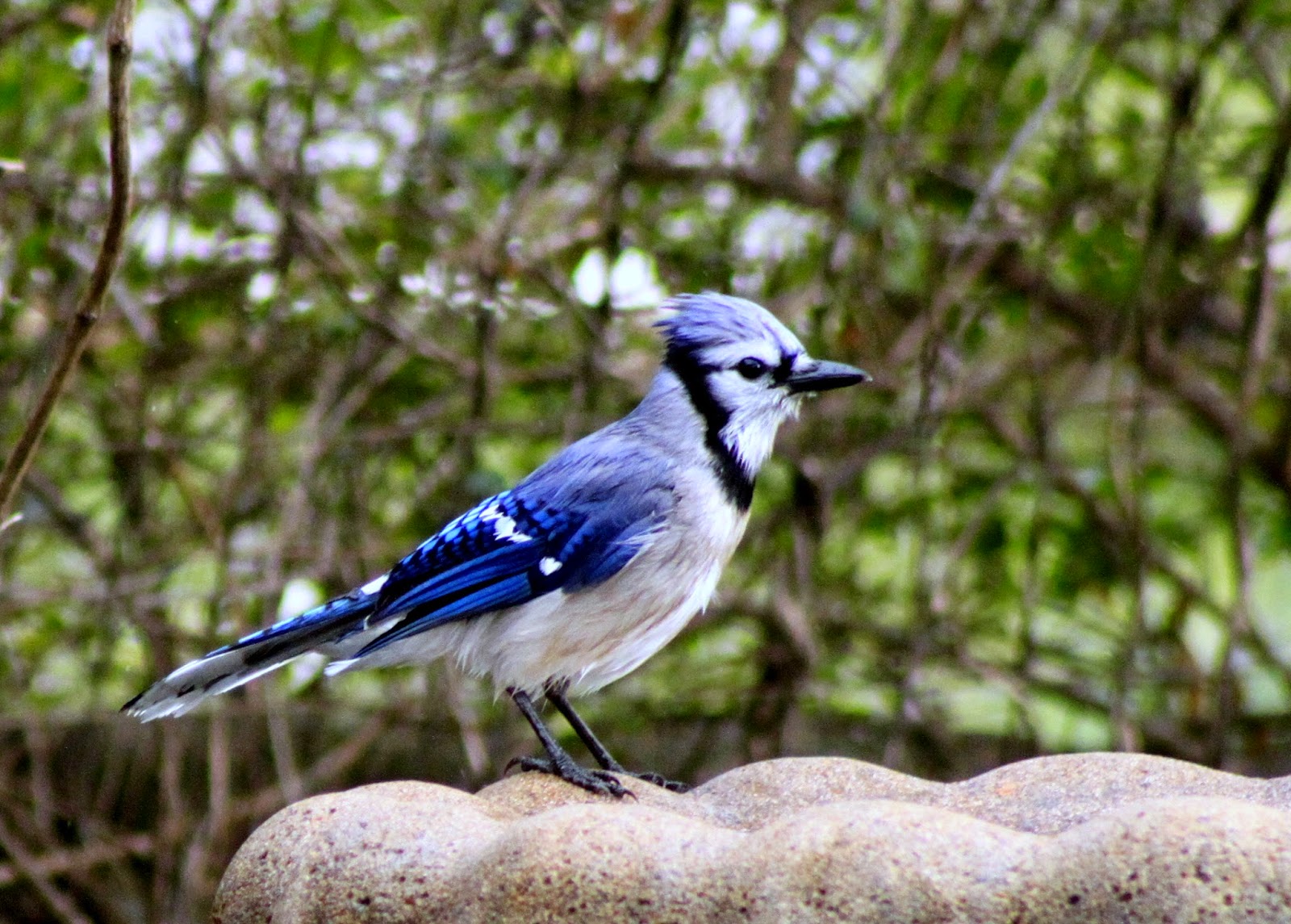 Ponderings of an Elect Exile: 2014