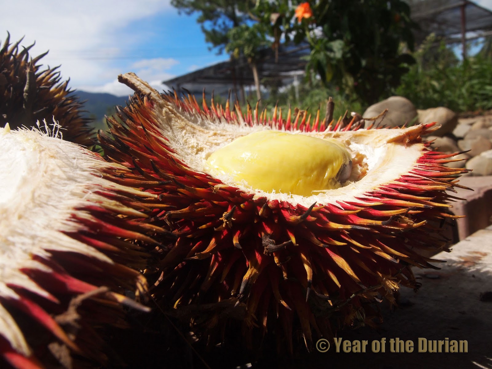 Durio Dulcis Beccari