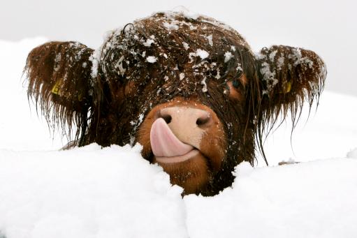 Uptown Update: Purple Cow Goes Into Cold Weather Mode