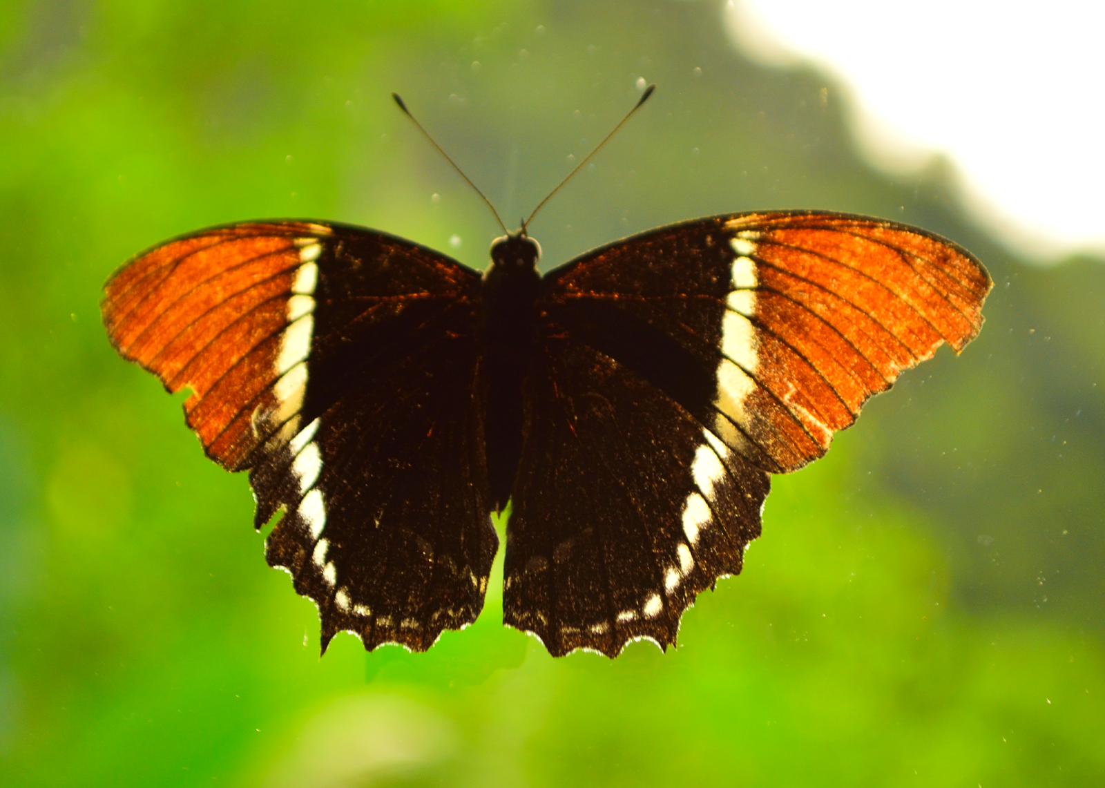 Life in Costa Rica: Orange Tip Butterfly