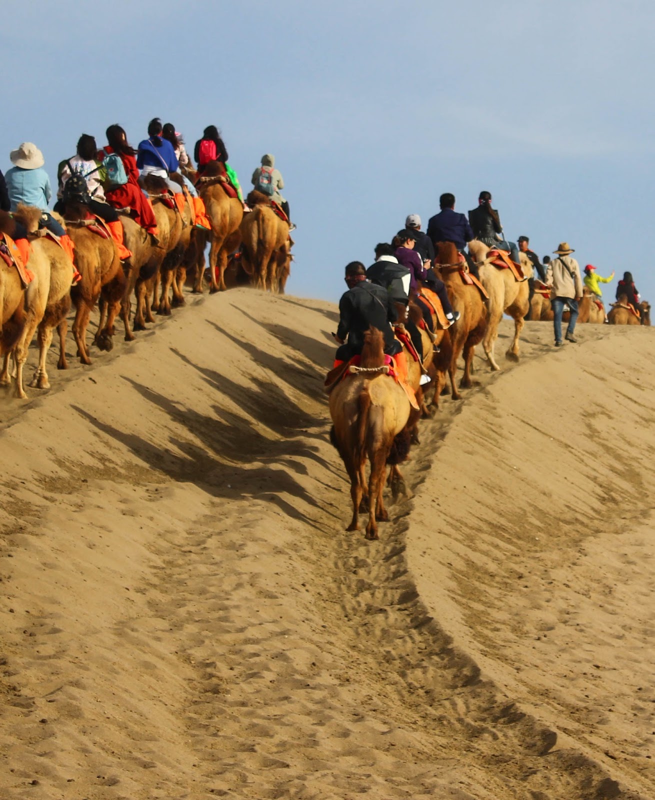 Cannundrums: Bactrian Camel