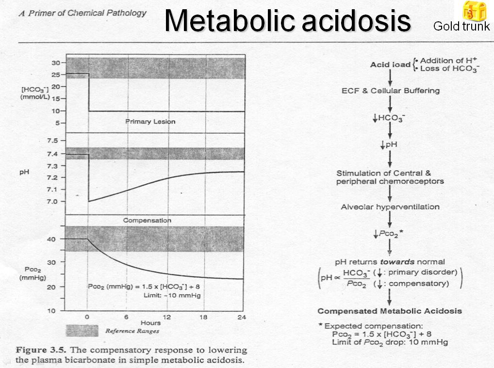 Medicine Newbie: SGD: Compensation in Metabolic Acidosis