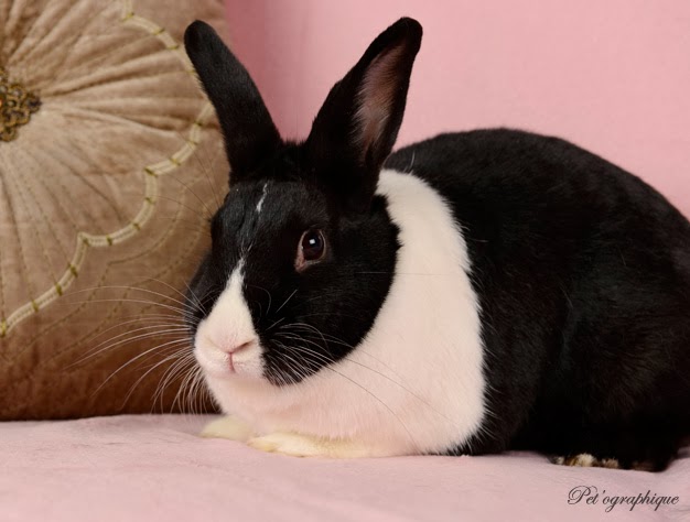 Elsa, a gorgeous young Dutch bunny with a serene spirit.