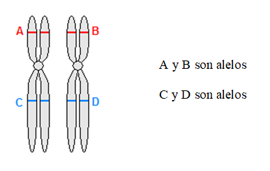CURIOSIDADES CIENTÍFICAS : Conceptos básicos de Genética