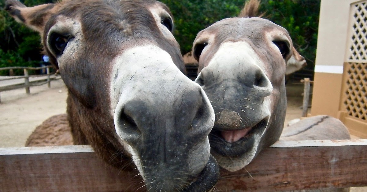 DONKEY TRAIN: 20. Happiness is a cold donkey