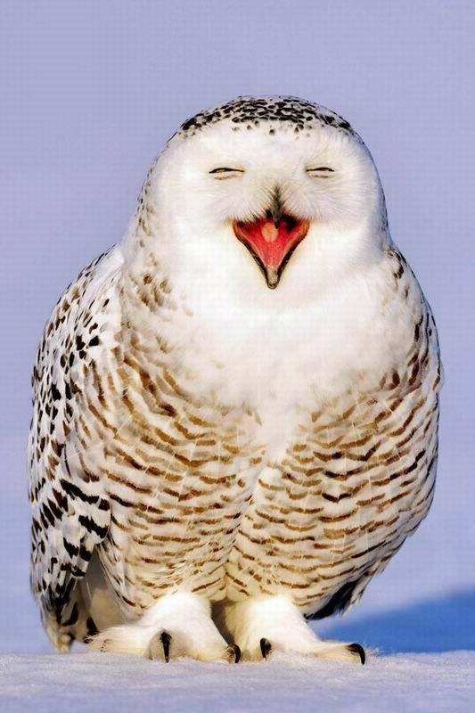 Funny Animals LOL : #6