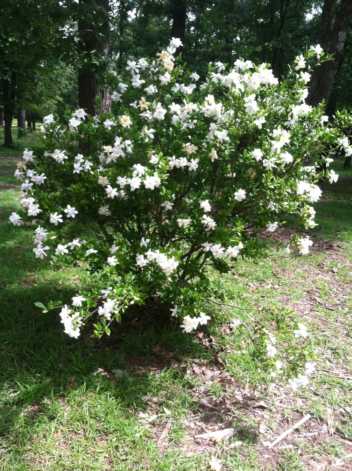 Brenda's "Texas Wild" Garden: Meemaw's Gardenia