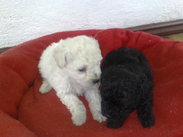 Perros french pool mini toy - Imagui