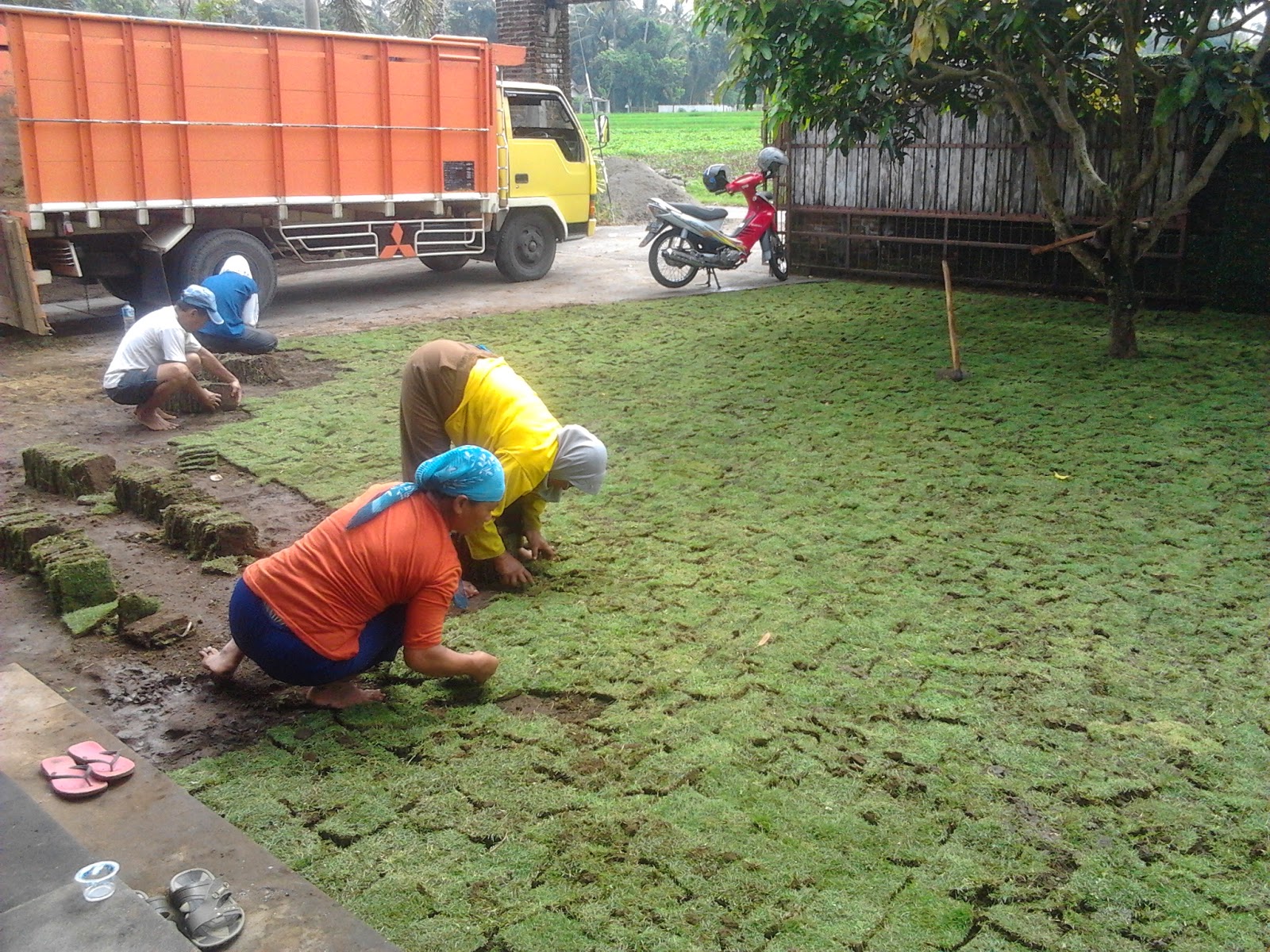 CARA MENANAMAN RUMPUT JEPANG MARET TAHUN 2022 ~ JUAL RUMPUT TAMAN DAN ...