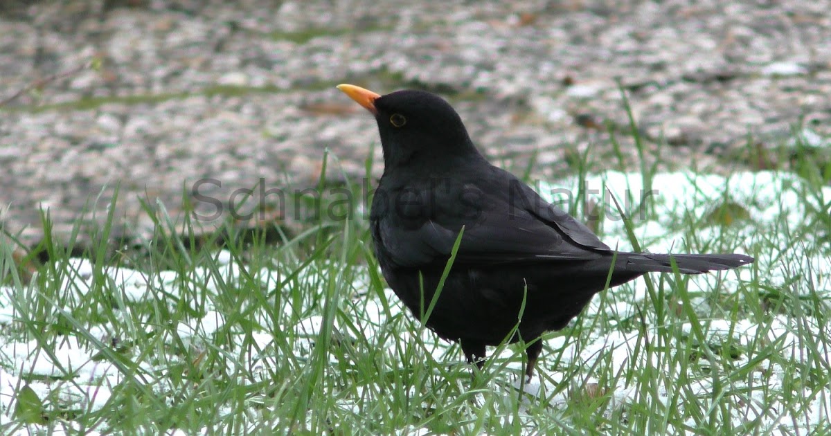 Amsel