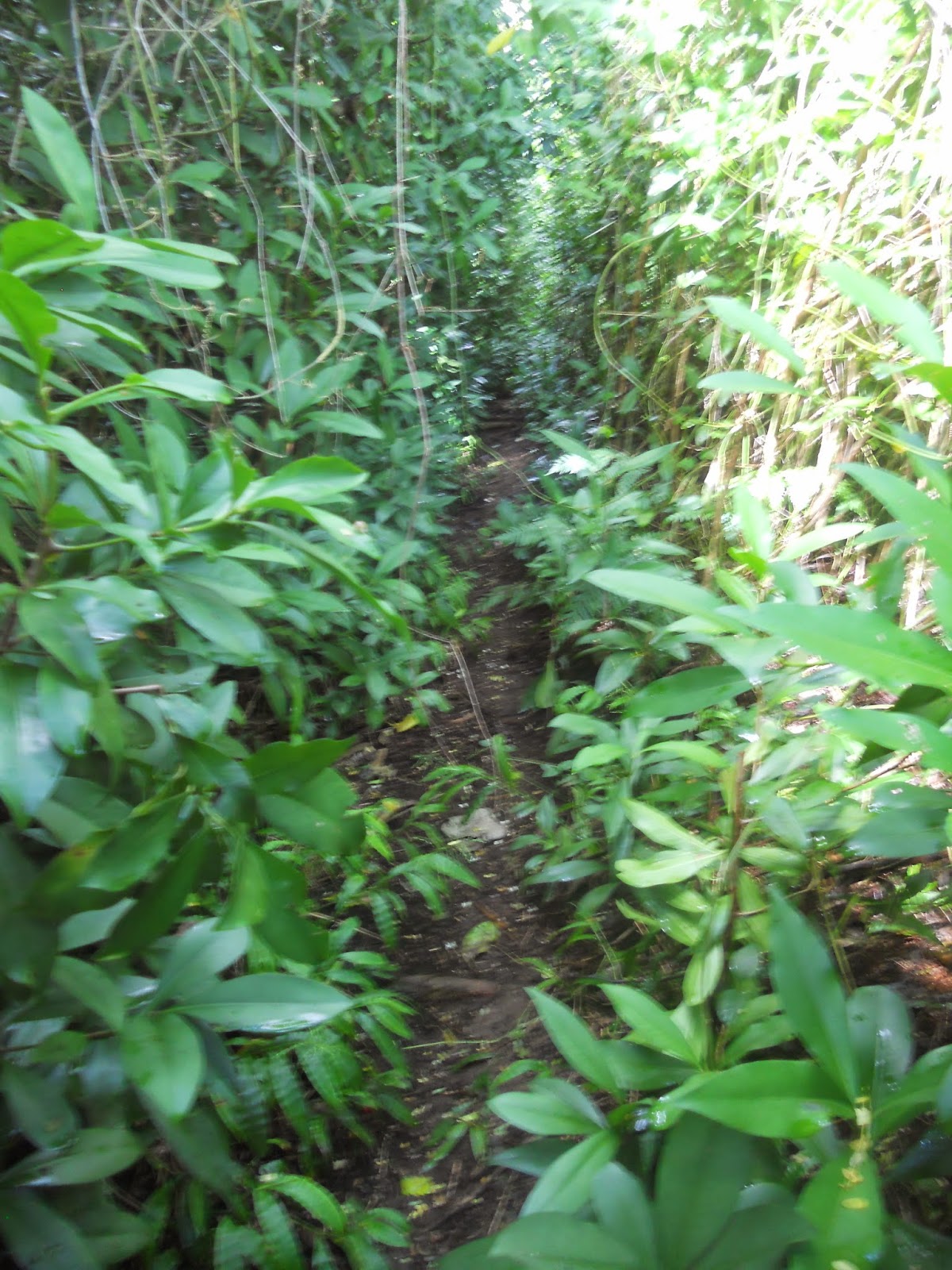 Another Day in New Zealand: Rarotonga Hike - Raemaru Heights Lookout