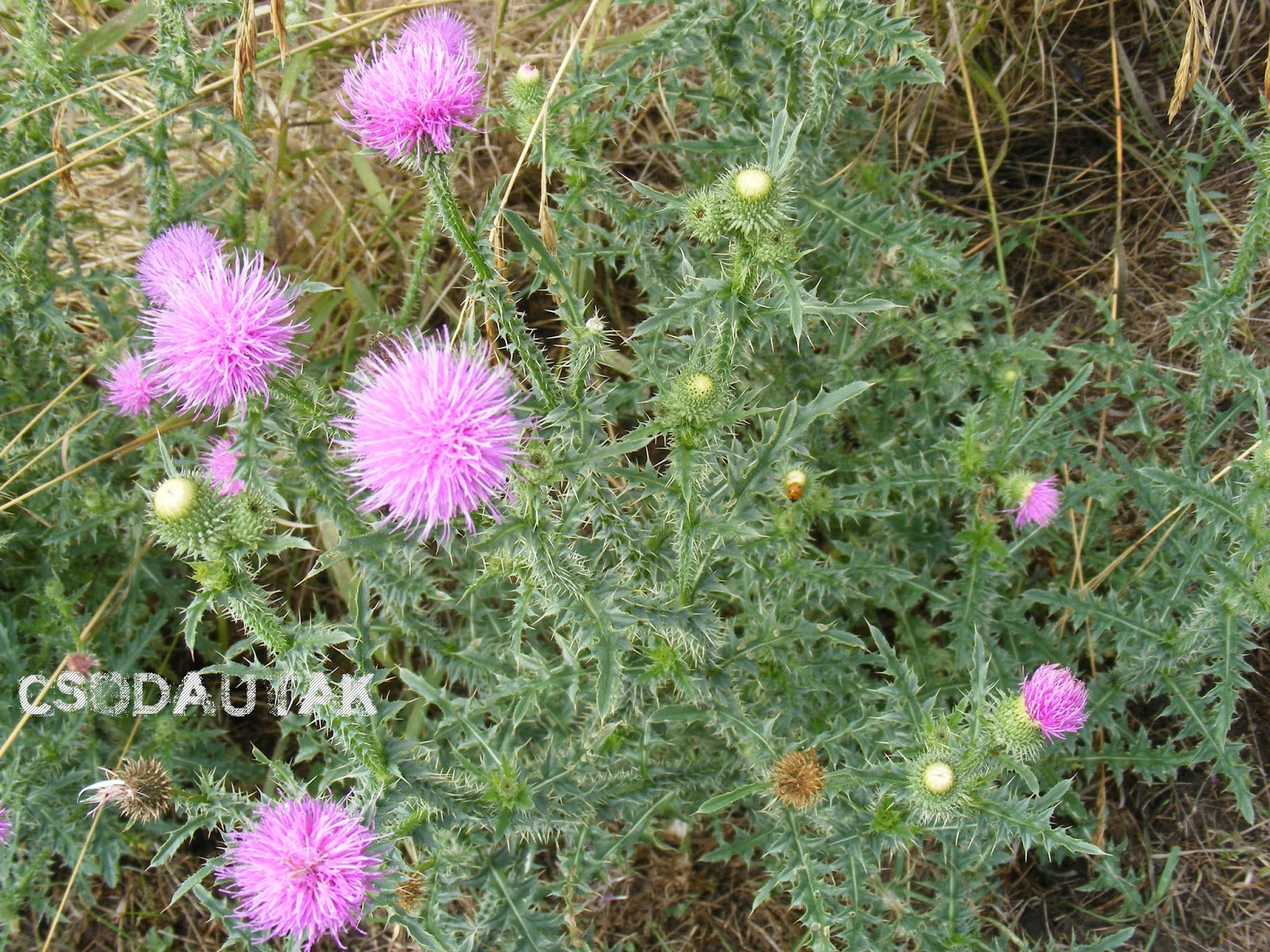 CSODAUTAK: Közönséges aszat (Cirsium vulgare)