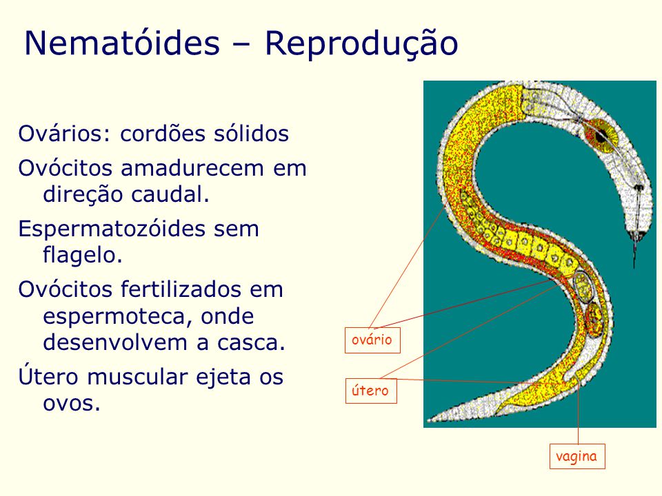 Biologia Sensacional e Sem Stress: Características dos Nematóides