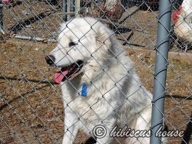 Hibiscus House: Casper Our New Great Pyrenees Dog