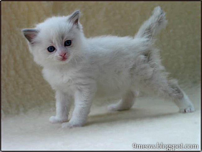 Cute Ragdoll Cats | Cute Cats