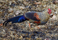 List of Indian Pheasants - Pictures | Birds of India | Bird World