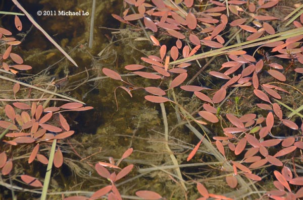 The rainforests of Borneo & Southeast Asia: Potamogeton cheesemanii ...